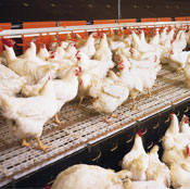 Poultry | Central Poultry